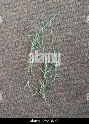 nimblewill (Muhlenbergia schreberi) Plantae Stock Photo - Alamy