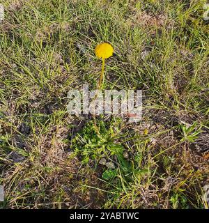 Common Billy buttons (Craspedia variabilis) Plantae Stock Photo - Alamy