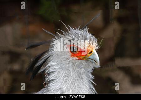 Portrait of a Sagittarius messenger bird, also known as a serpent ...