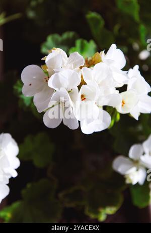 geranium flowers on balcony garden in german village summer Stock Photo ...