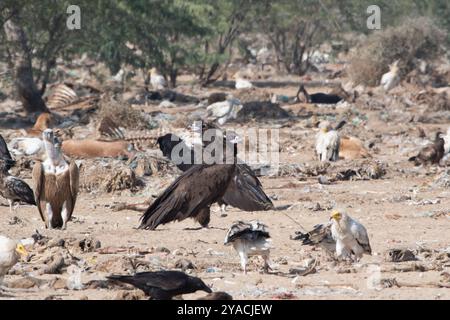 Vultures scavenging at Jorbeer carcass dump in Rajasthan, India Stock ...