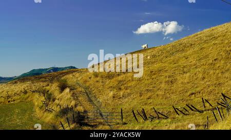 Panorama of the Emilian hills and gullies with specimens of Bianca ...
