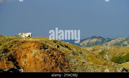 Panorama of the Emilian hills and gullies with specimens of Bianca ...