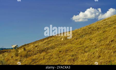 Panorama of the Emilian hills and gullies with specimens of Bianca ...