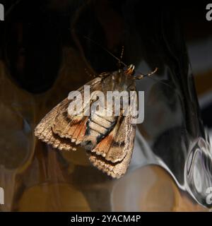 The ventral side of a Copper underwing moth, Amphipyra pyramidea, taken ...