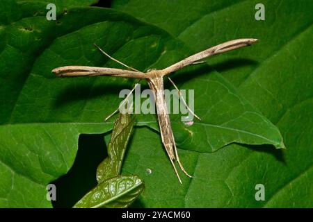 Morning-glory Plume Moth (Emmelina monodactyla Stock Photo - Alamy