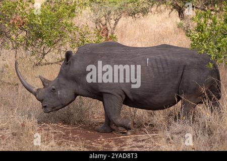White Southern rihinoceros, Rhinocerontidae, Meru National Park, Kenya ...