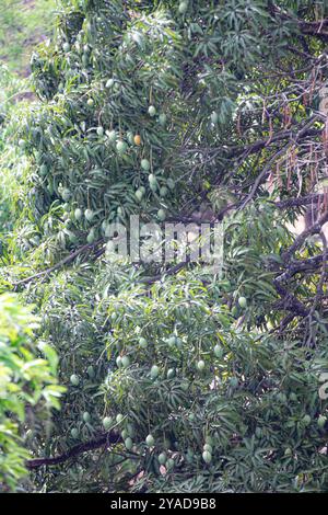 Tree laden with tropical mango fruits Stock Photo - Alamy