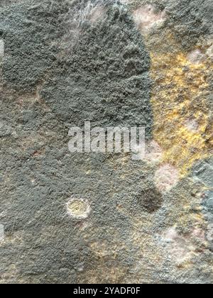 moldy cheese,close-up very moldy cheese,penicillin raw material cheese ...