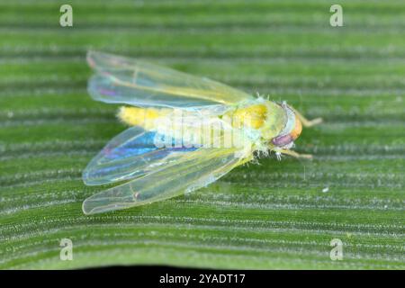 Small leafhopper (Empoasca) killed by fungus Beauveria. Biological ...
