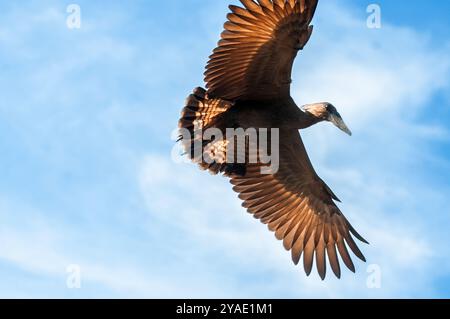 HAMERKOP (Scopus umbretta) flying - Lake Victoria - Uganda Stock Photo ...