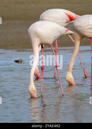 Group of three pink flamingos eating from the bottom of the lagoon ...