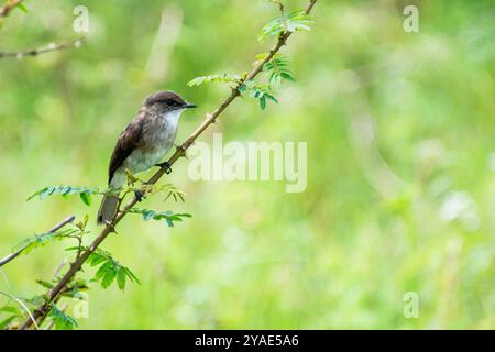 SWAMP FLYCATCHER (Muscicapa acquatica) -Tooro Semuliki Game Reserve ...