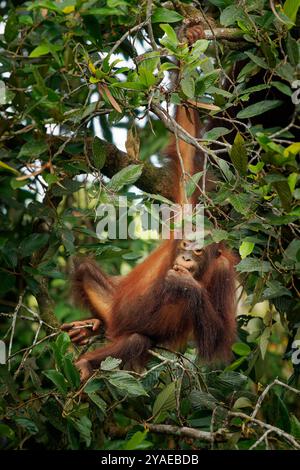 Tapanuli orangutan (Pongo tapanuliensis) female eating fruits, Batang ...