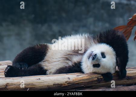 CHONGQING, CHINA - OCTOBER 3, 2024 - A panda is seen at the Chongqing ...