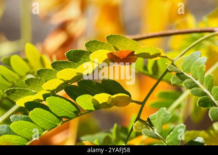 Honey Locust - Fall Transition Stock Photo - Alamy