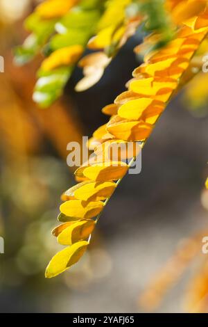Honey Locust - Fall Transition Stock Photo - Alamy