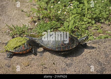 Ornate tortoise (Trachemys scripta elegans Stock Photo - Alamy
