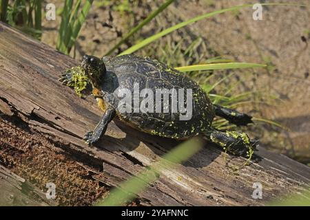 Ornate tortoise (Trachemys scripta elegans Stock Photo - Alamy