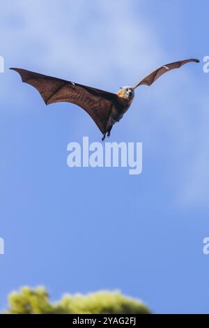 Flying Fox colony in trees in the city of Adelaide in South Australia ...