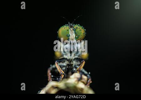Detailed macro of sitting fly, blurred background. Horizontal view ...