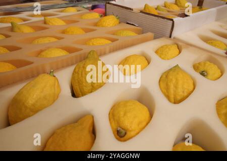 A bunch of Esrog, Etrog or Ethrog for sale before Succot or Jewish ...