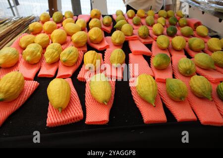 A bunch of Esrog, Etrog or Ethrog for sale before Succot or Jewish ...