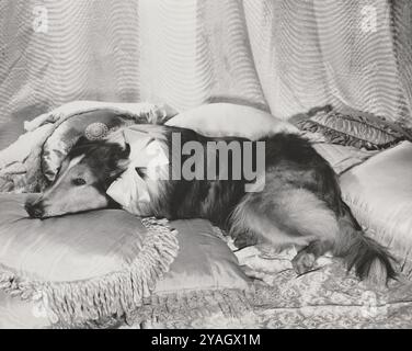 Lassie MGM Dog Actor Stock Photo - Alamy