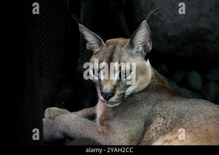 caracal predator of the cat family wild cat ears with tassels Stock ...