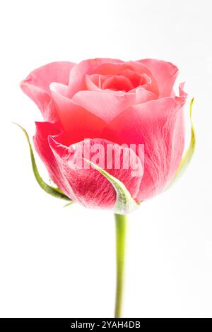 flower rose wrinkled in full bloom, you can see the stamens Stock Photo ...
