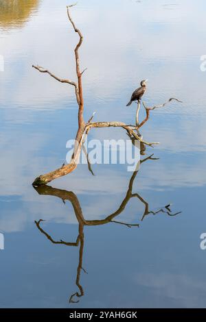 A Great cormorant bird perched on tree branch in funny pose Stock Photo ...