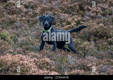 Somerset, October 12th 2024: Labrador dog bouncing through the gorse on ...