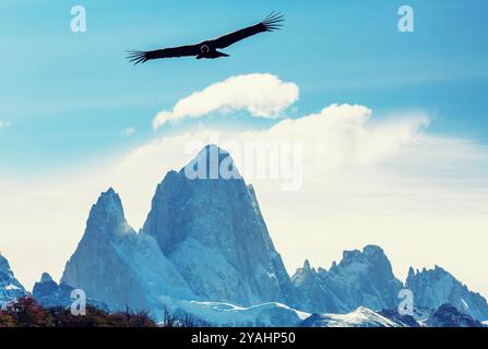 Andean Condor flying over Cerro Torre mountains, Patagonia, Argentina ...