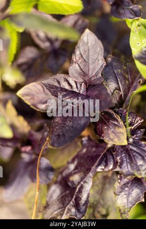 Purple basil flower macro photography in the home garden Stock Photo ...