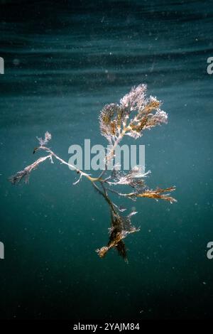 Underwater photography in the English Channel sea in the North Atlantic ...