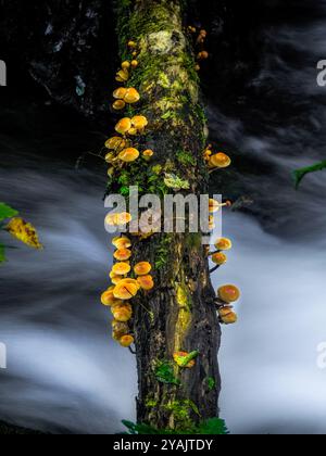 River (Afon) Mamog, Cwm Cych, Wales Stock Photo - Alamy