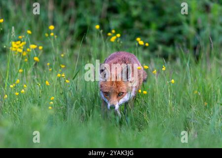 Photographs of UK Foxes Stock Photo - Alamy