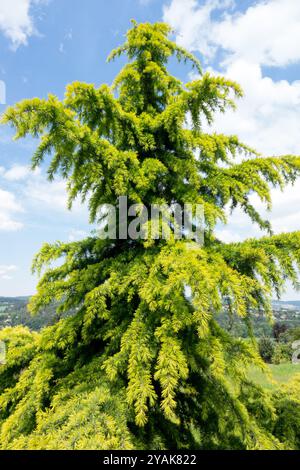 Golden Deodar cedar tree in an lawned garden, Cedrus deodara Aurea ...