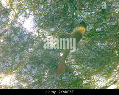 Fish underwater photograph in Yucatan, Mexico Stock Photo - Alamy