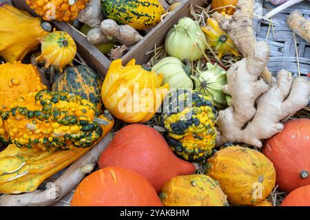 Autumn harvest. Composition of decorative pumpkins on a green ...