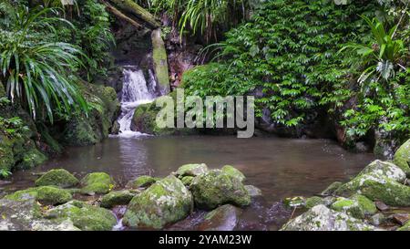 Toolona Creek, Lamington National Park Stock Photo - Alamy