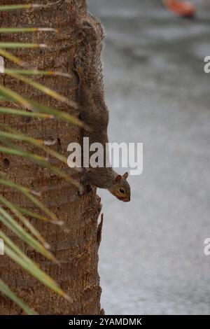 A gray squirrel crawling down a tree surveying its surroundings Stock ...