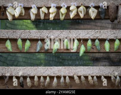 Close-up of cocoons in different shapes, colours and stages of ...