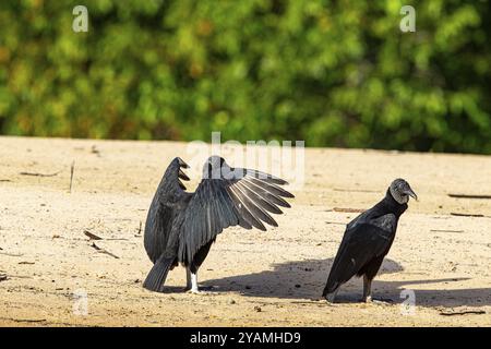 Raven vulture (Coragyps atratus), Pantanal, inland, wetland, UNESCO ...