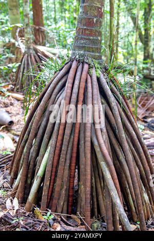 The roots of the pandanus tectorius tree Stock Photo - Alamy