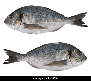 fresh dorado fish isolated on white background Stock Photo - Alamy