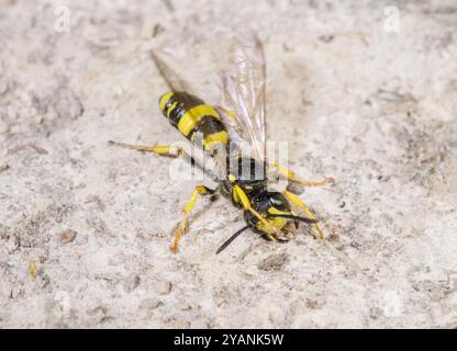 Ornate tailed Digger Wasp (Cerceris rybyensis) emerging from its burrow ...