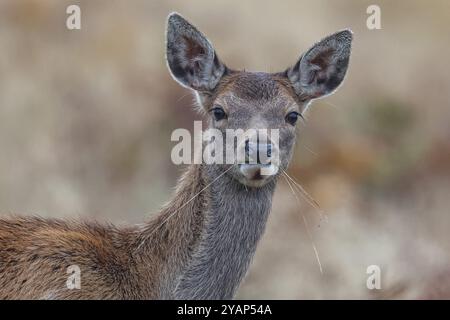 A red deer doe during the annual autumn deer rut at Bradgate Park ...
