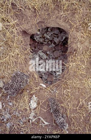 Badger, meles meles, wasp nest dug out by badgers, Midlands, July 2010 ...