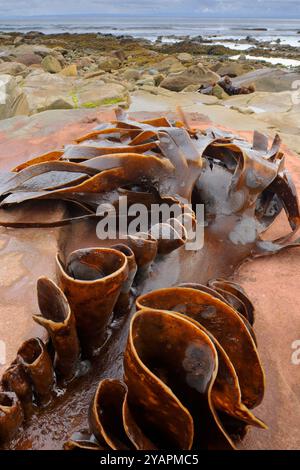Furbelows Seaweed (Saccorhiza polyschides) stipe and frond of whole ...